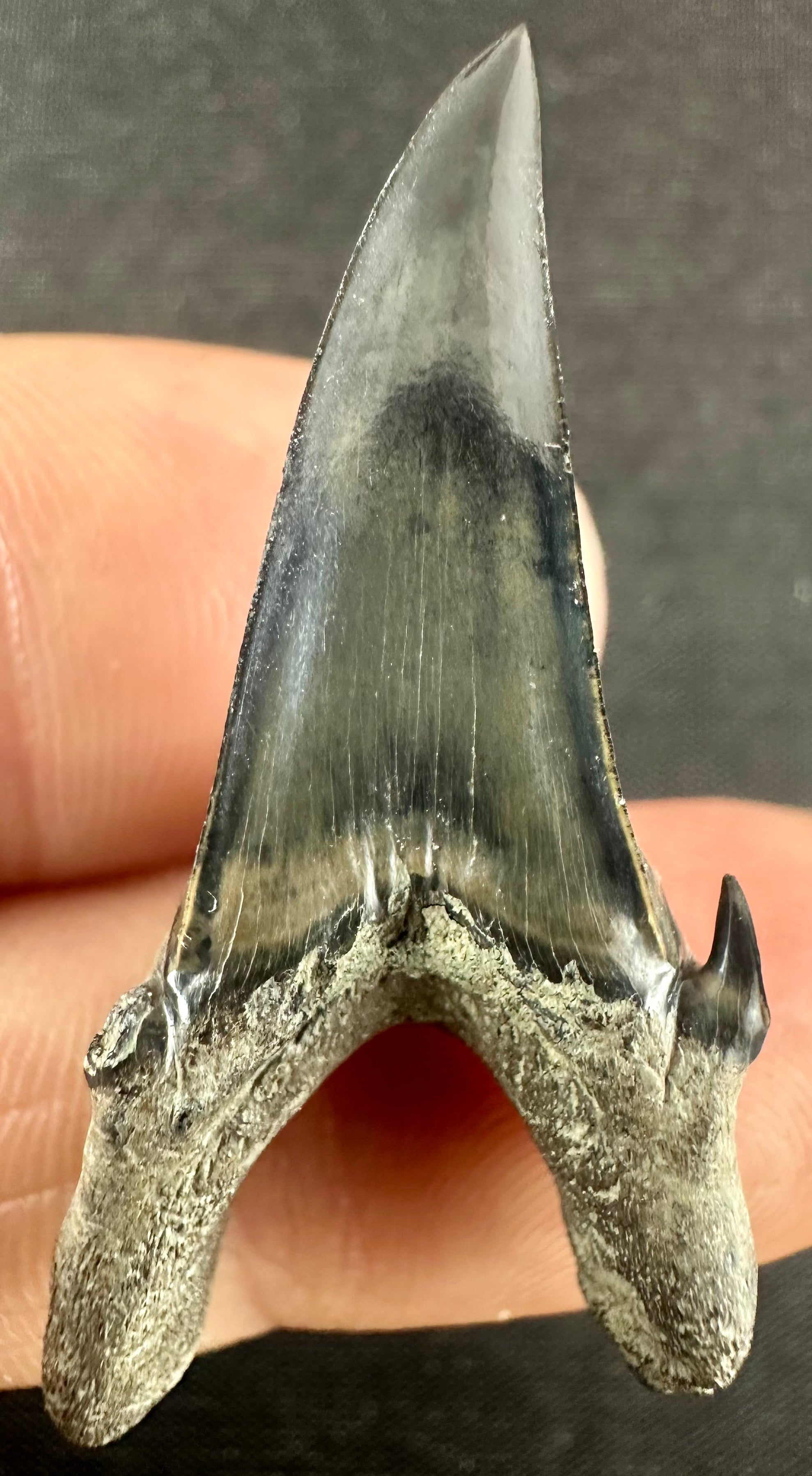 UK Sharks Teeth – The Yorkshire Fossil Hunter