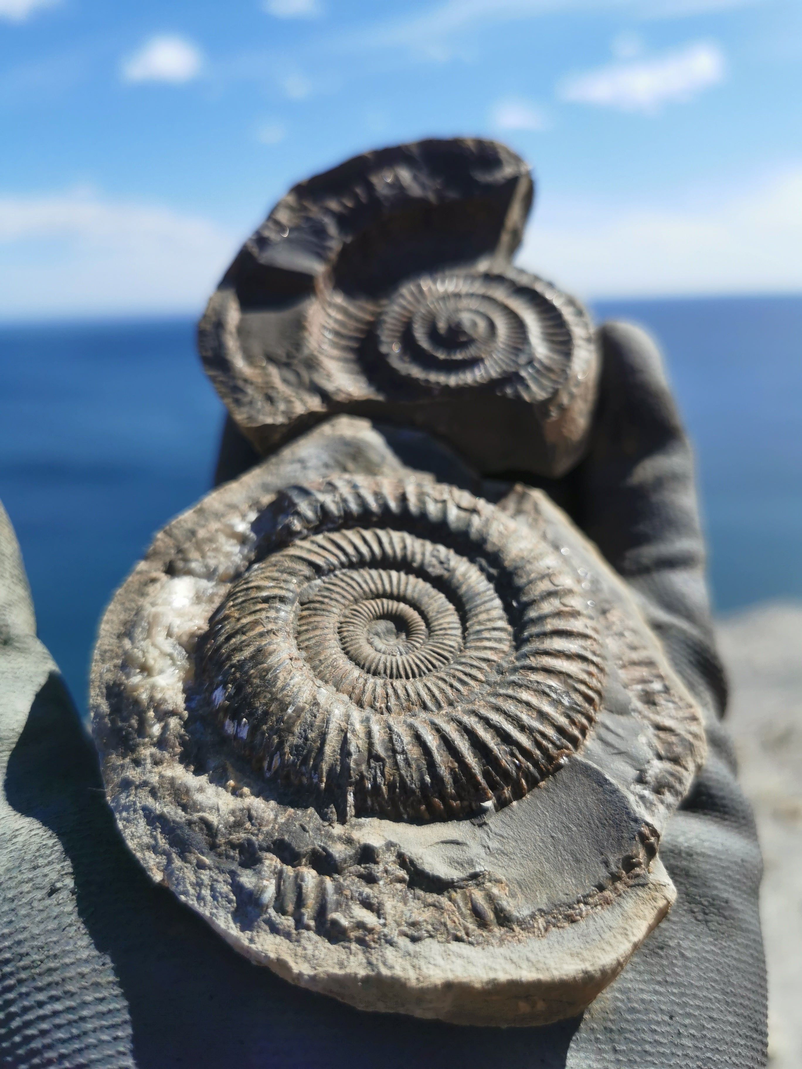 Fossils under £50 – The Yorkshire Fossil Hunter