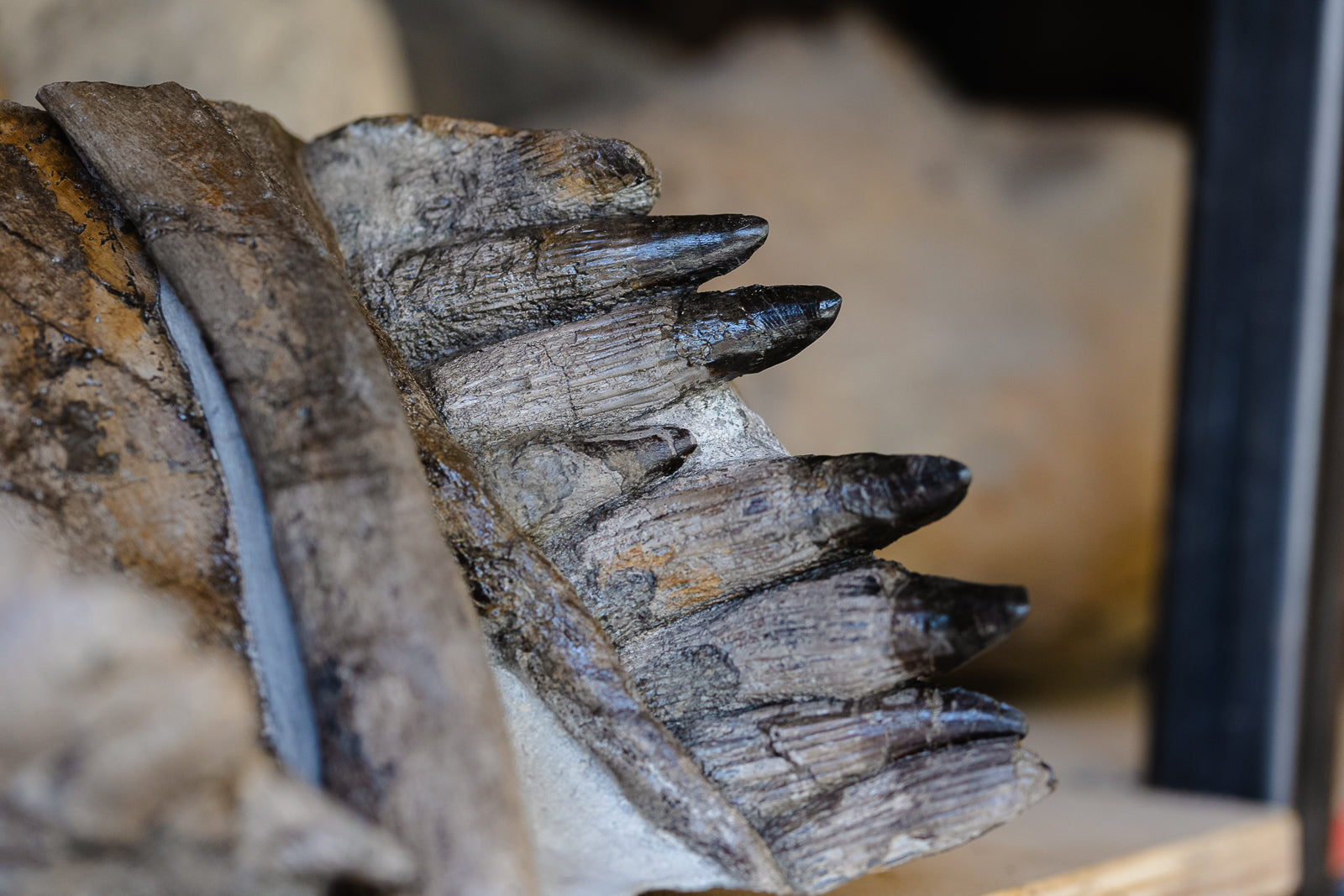 Collectors pieces – The Yorkshire Fossil Hunter